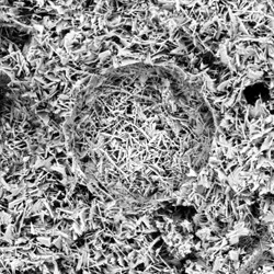 Send any sample and get it scanned by Electron Microscope for free